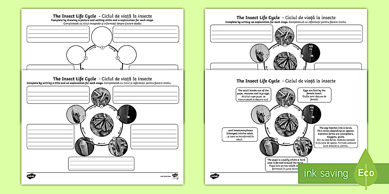 Complete Metamorphosis Insect Life Cycle Worksheets English/Romanian