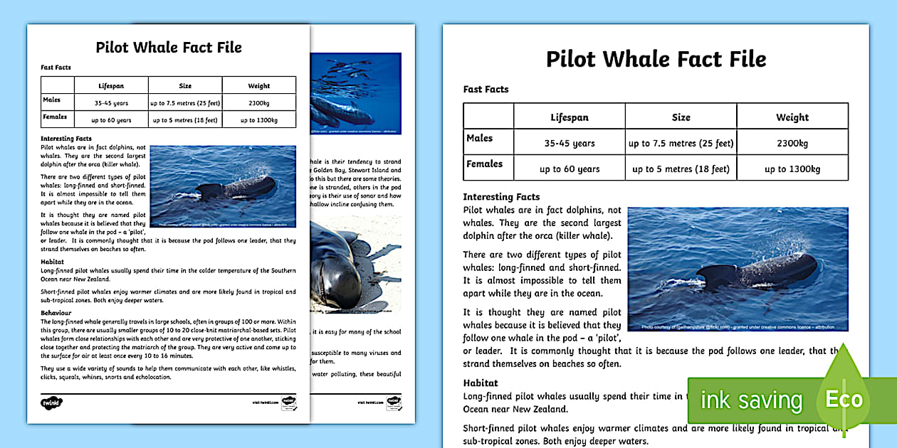 Pilot Whale Fact File (teacher made) - Twinkl