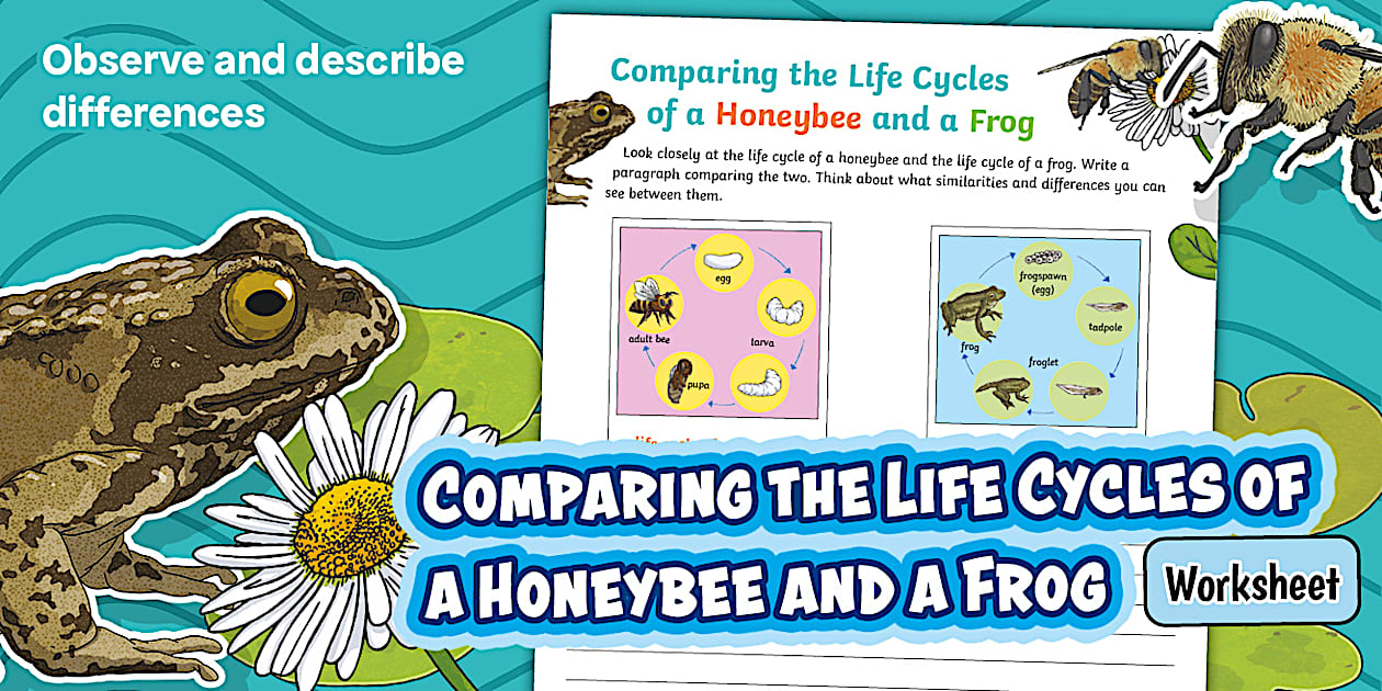 * NEW * Comparing the Life Cycles of a Honeybee and a Frog Worksheet
