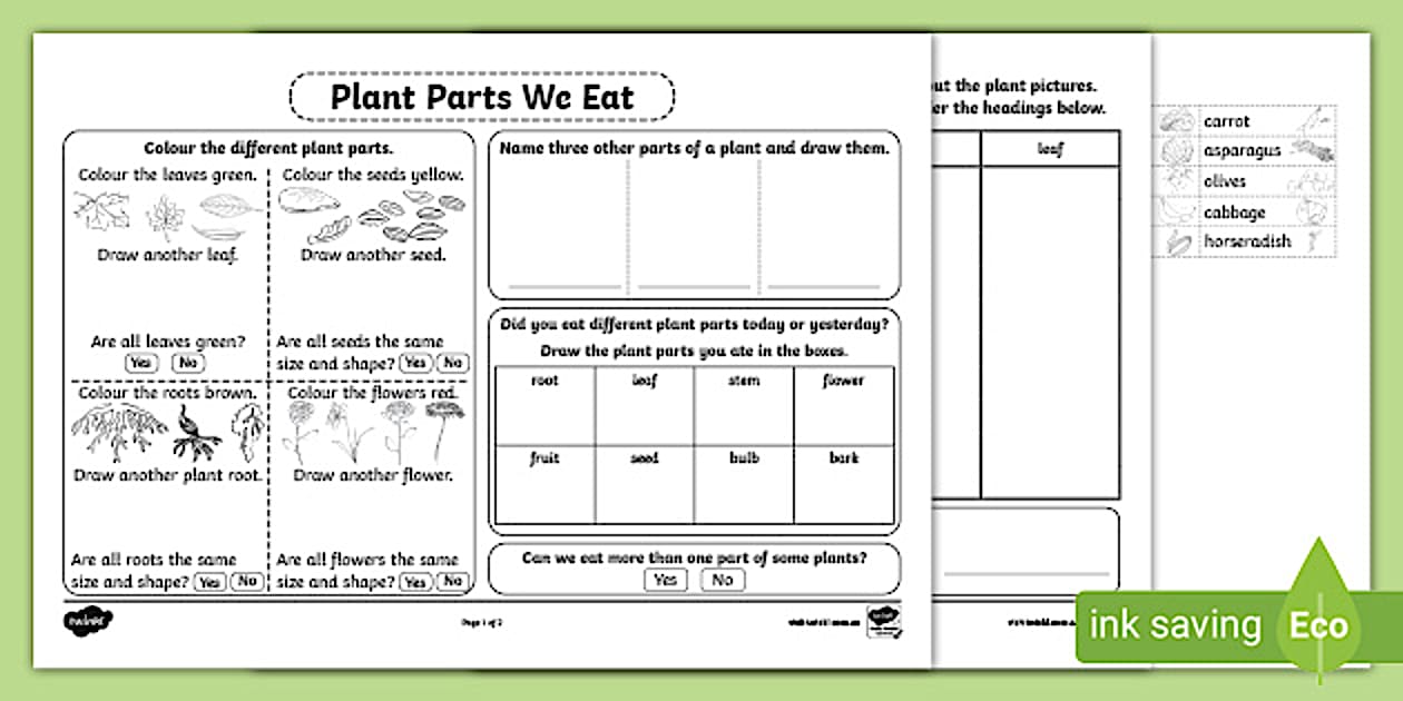 Plant Parts We Eat Worksheets
