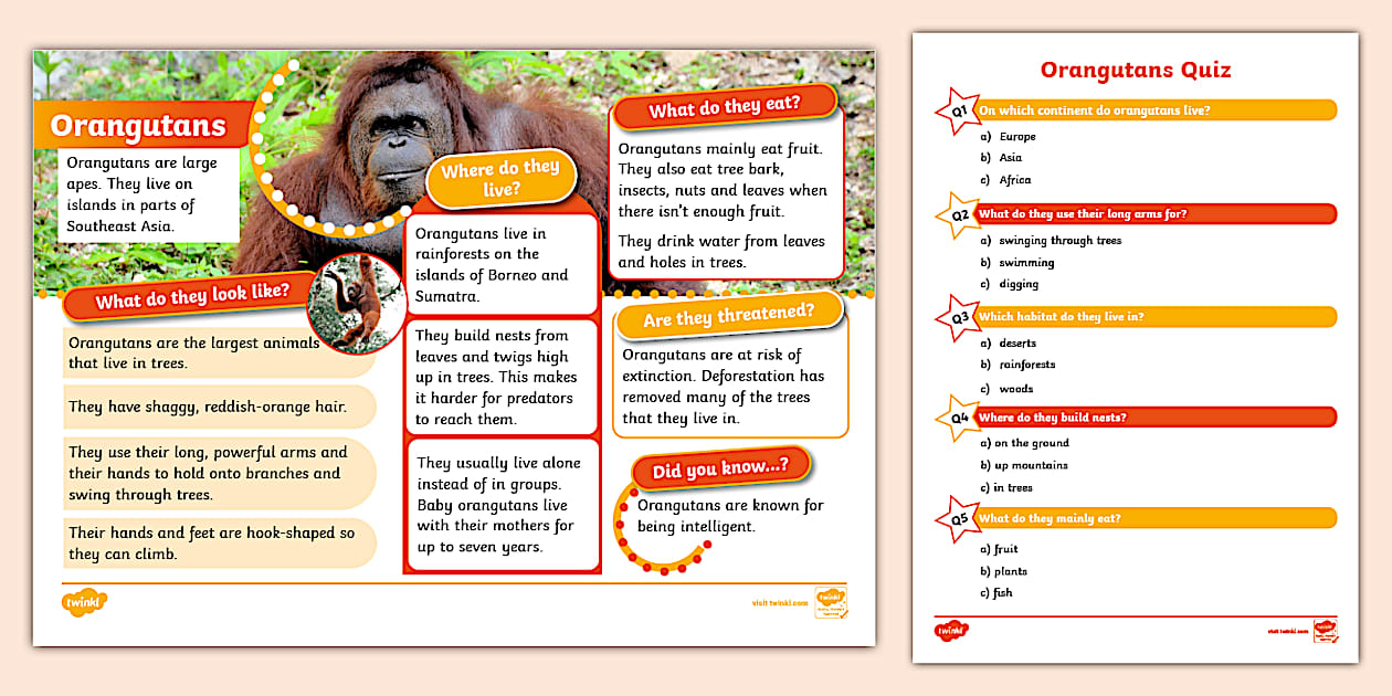 KS1 Orangutan Fact File and Quiz - Animals - Twinkl