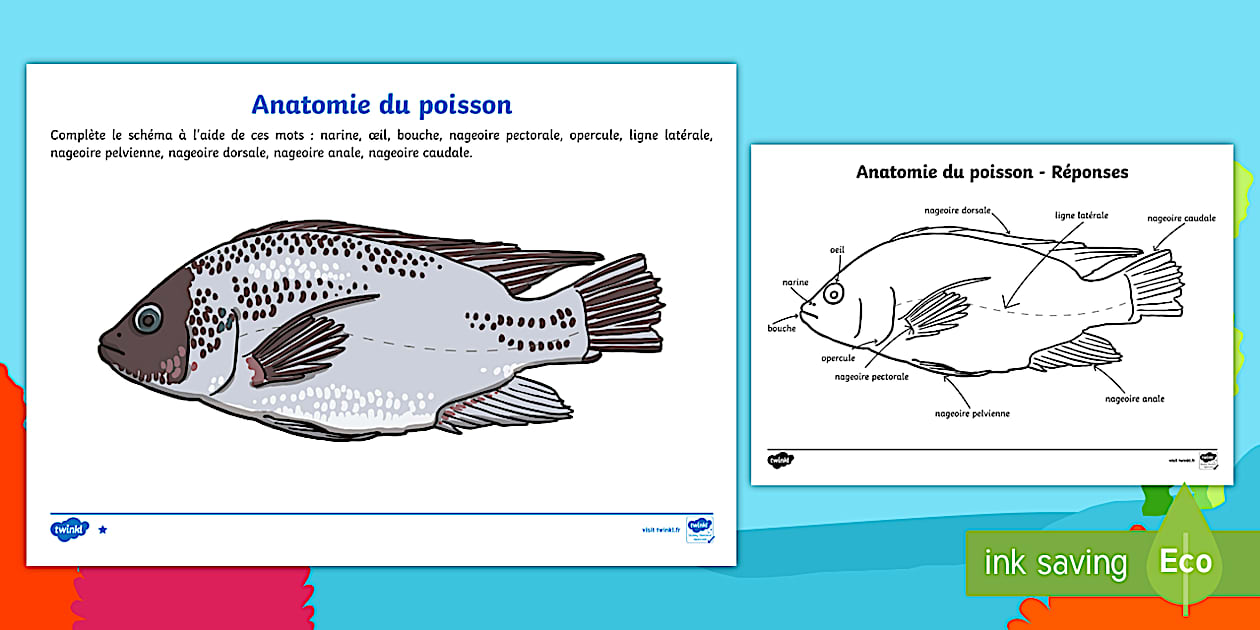 Feuille d'activités : Anatomie du poisson - Twinkl