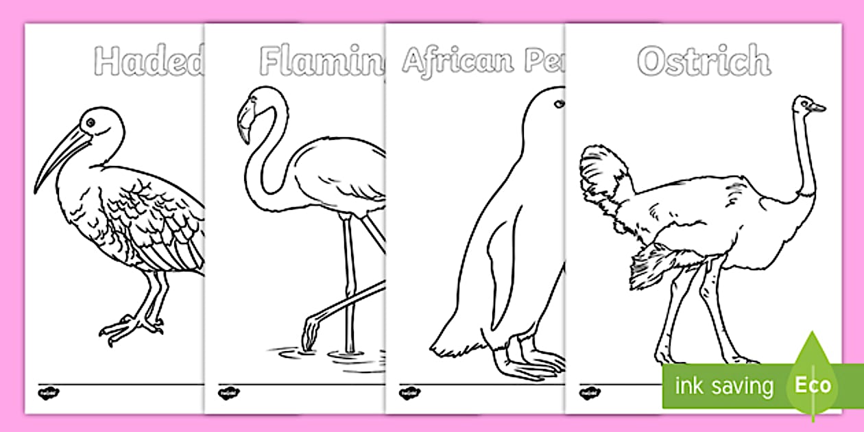 Common South African Birds Colouring Pages (teacher made)