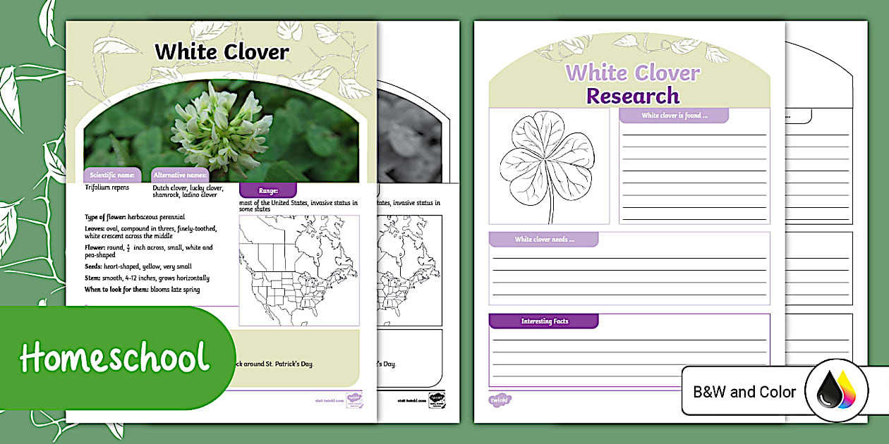 White Clover Identification Information Poster and Template
