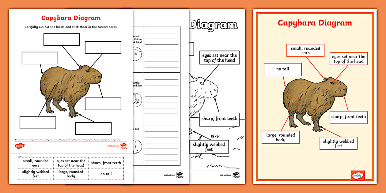 Capybara Diagram Activity Pack (teacher made) - Twinkl