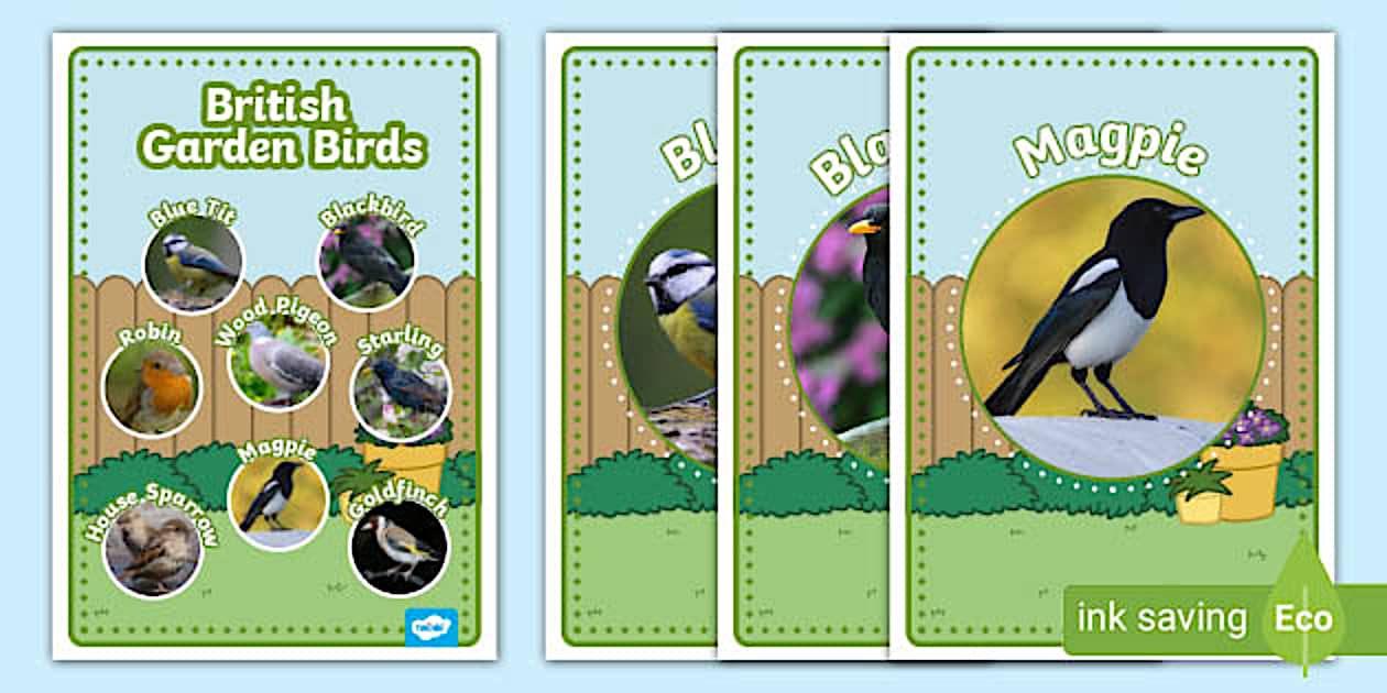 British Garden Birds Poster - Printable Resource - Twinkl