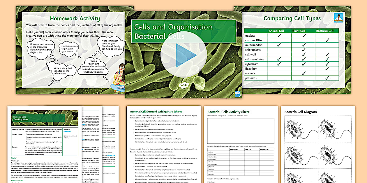 KS3 Bacterial Cells | Biology | Beyond (teacher made)