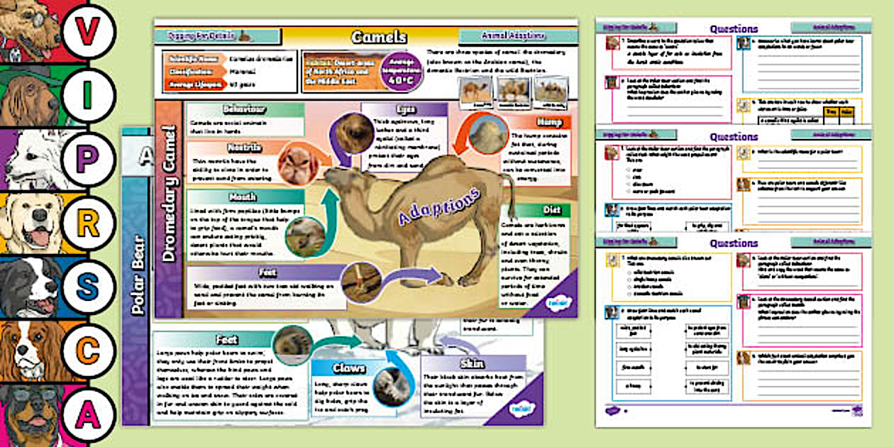 UKS2 Digging for Details: Animal Adaptations Infographic