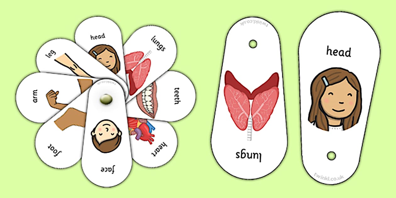 Parts Of The Body Communication Fan (teacher made) - Twinkl