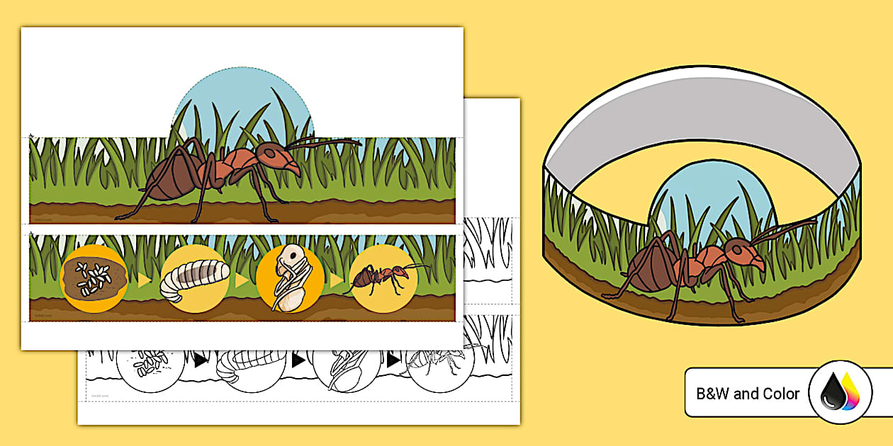 Life Cycle of an Ant Headband (teacher made) - Twinkl