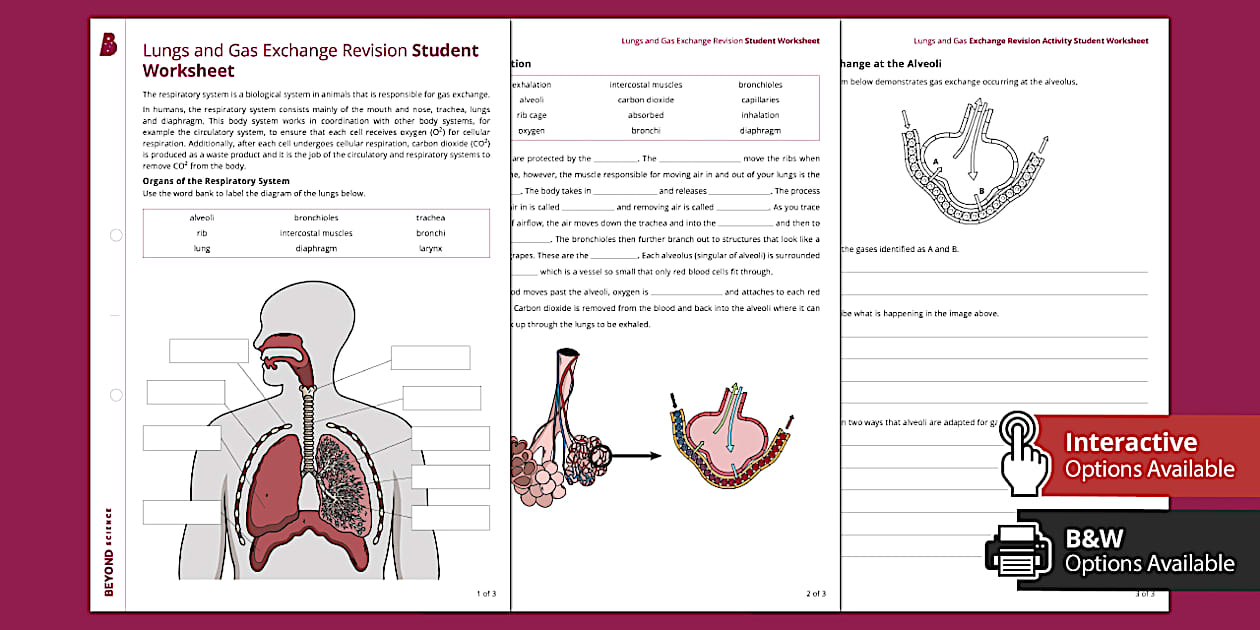 Lungs and Gas Exchange Worksheet (Teacher-Made) - Twinkl