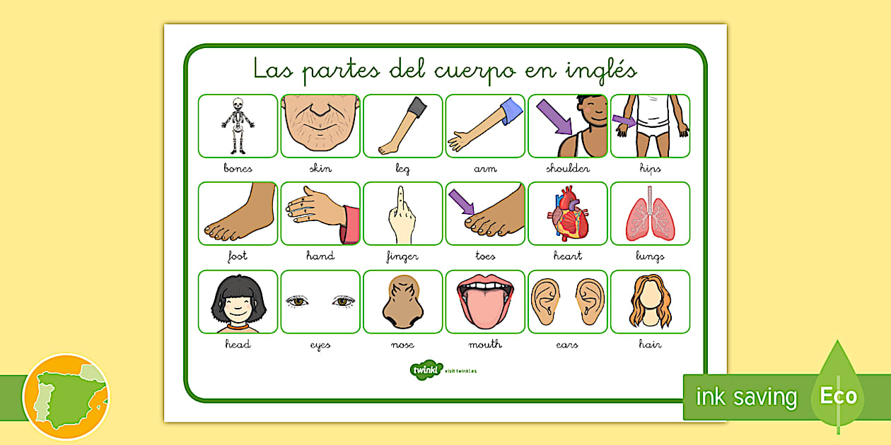 Tapiz de vocabulario: Las partes del cuerpo en inglés
