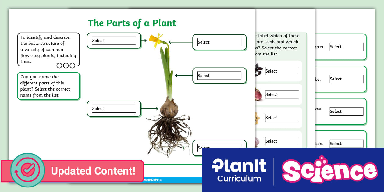 Interactive PDF: Home Learning: Science: Parts of a Plant