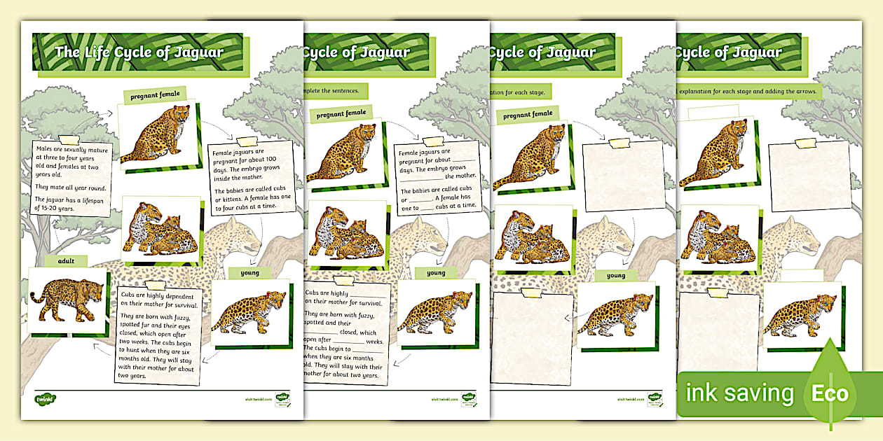 Differentiated Life Cycle of a Jaguar Worksheets - Twinkl