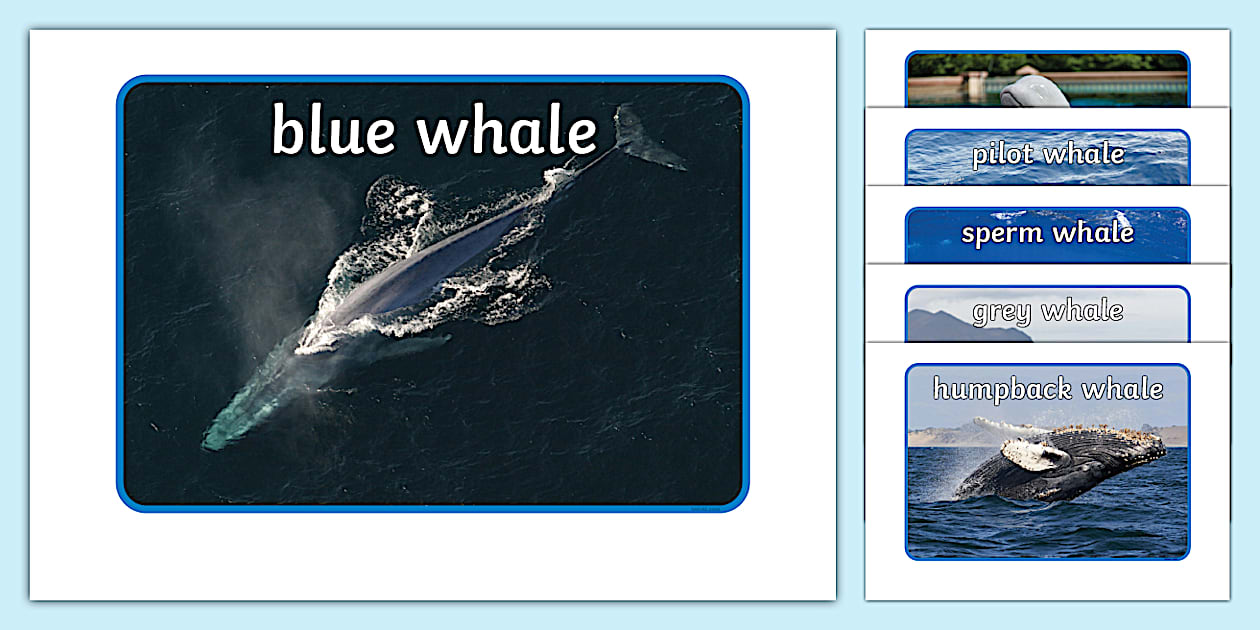 Whale Photo Display Pack - KS1 (teacher made) - Twinkl