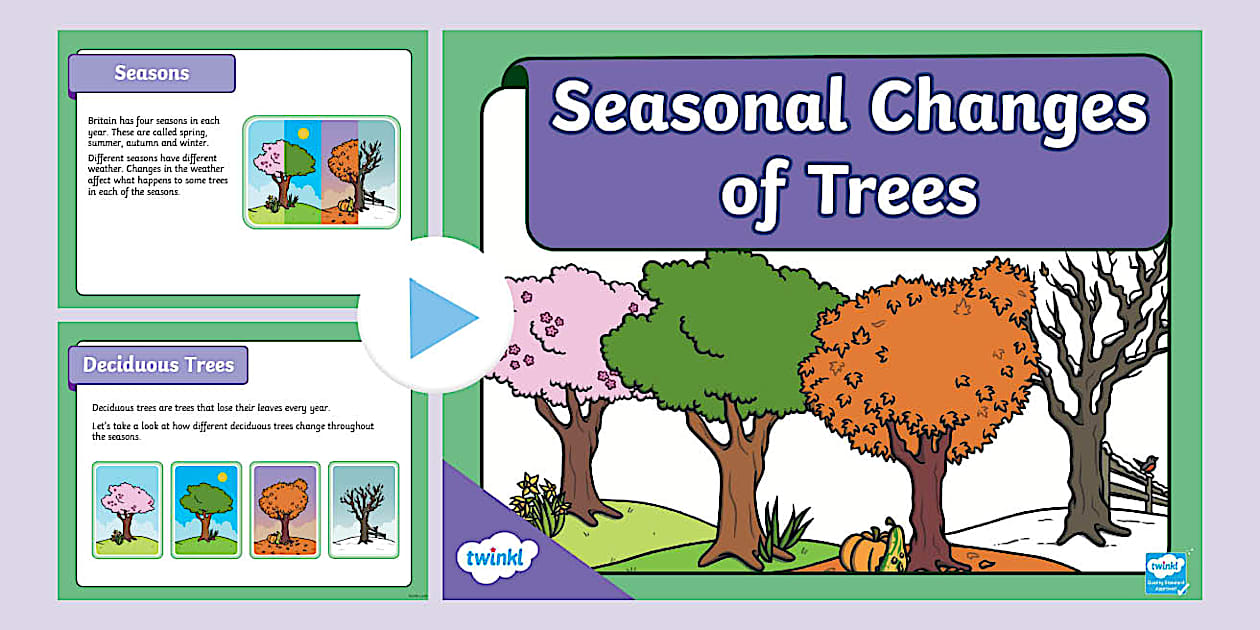 Seasonal Changes of Trees PowerPoint - Science - KS1