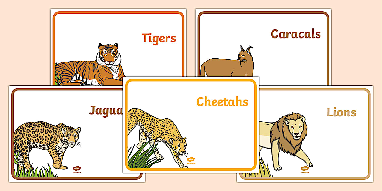 Black and White Editable Big Cat Reading Group Display Signs