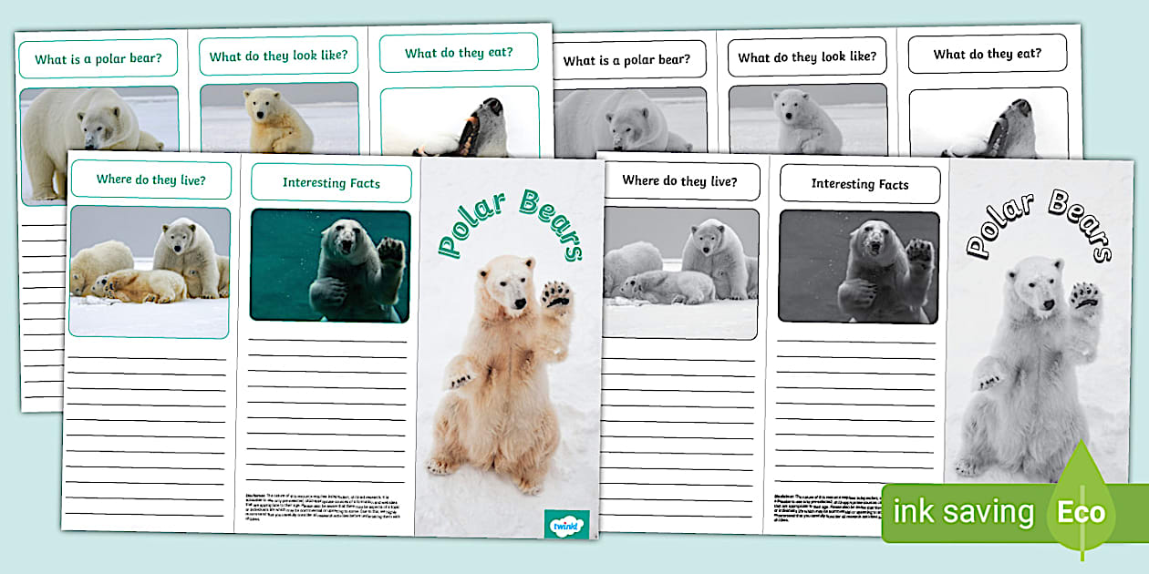 Polar Bear Leaflet Template (teacher made) - Twinkl