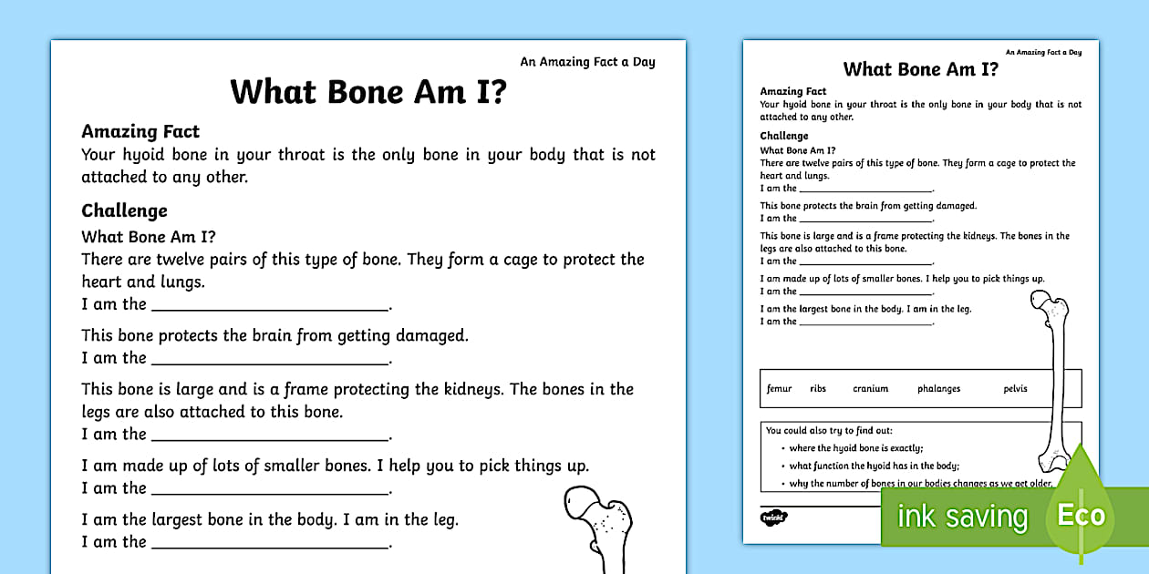 Which Bone Am I? Worksheet (teacher made) - Twinkl