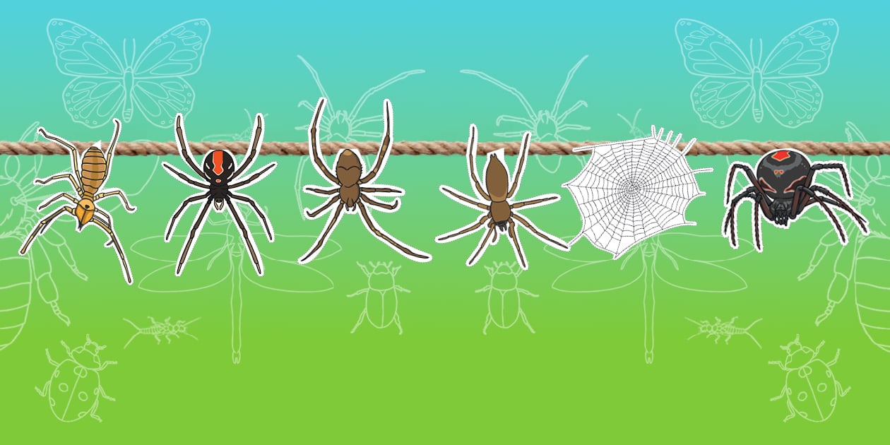 * NEW * Spider Theme Picture Bunting (teacher made)
