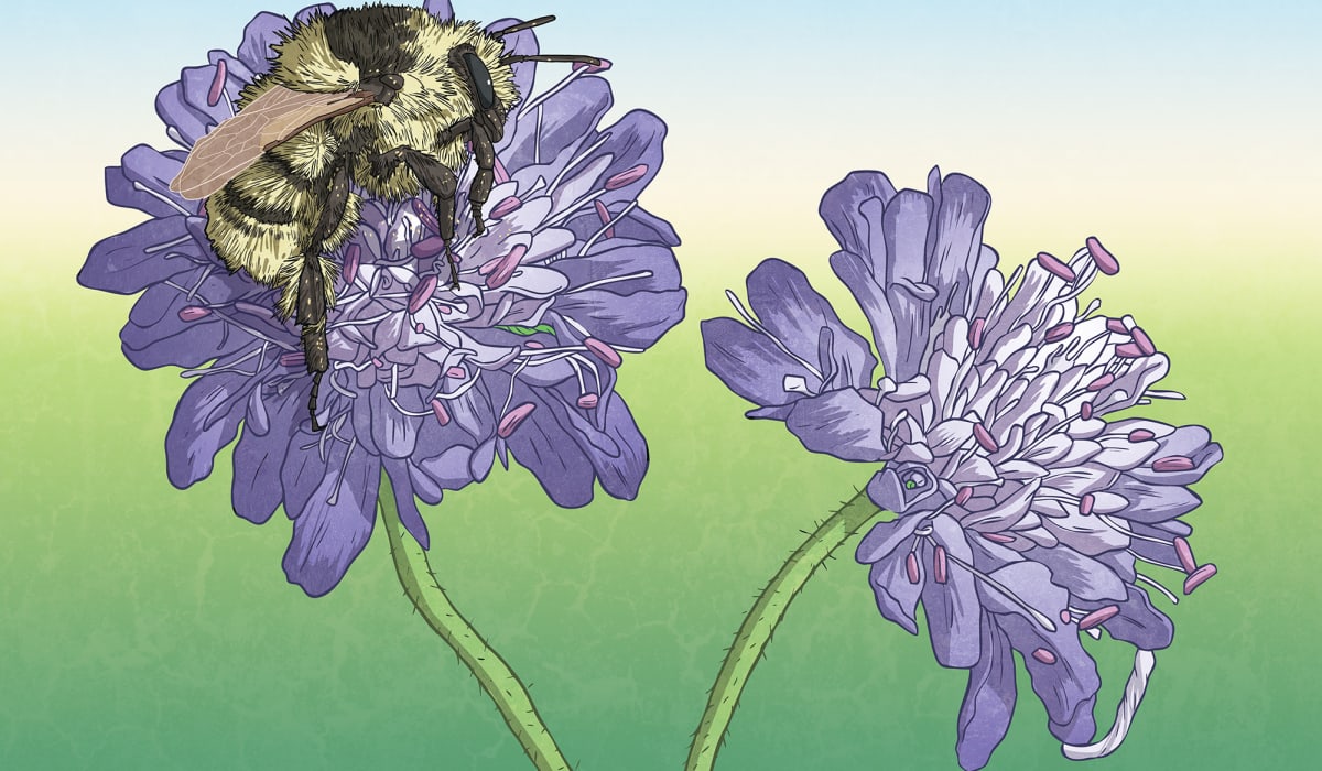 Un-bee-lievable! - Twinkl NewsRoom - Twinkl