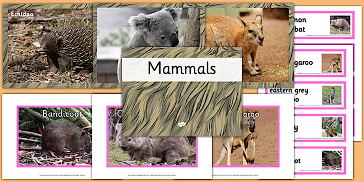 Australian Mammals pack