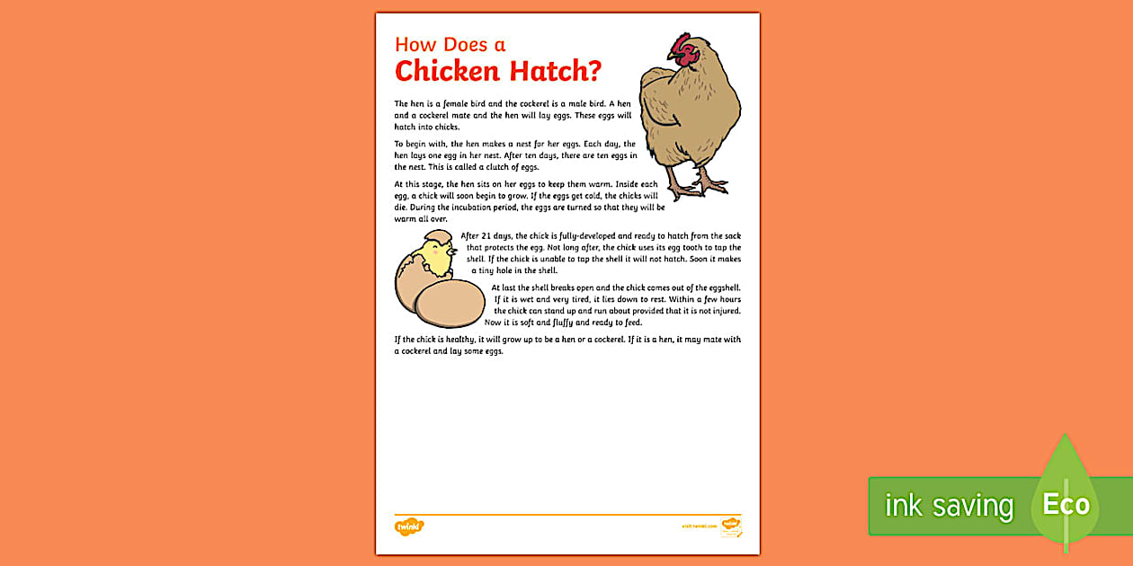 How Does A Chicken Hatch? Explanation Writing Sample