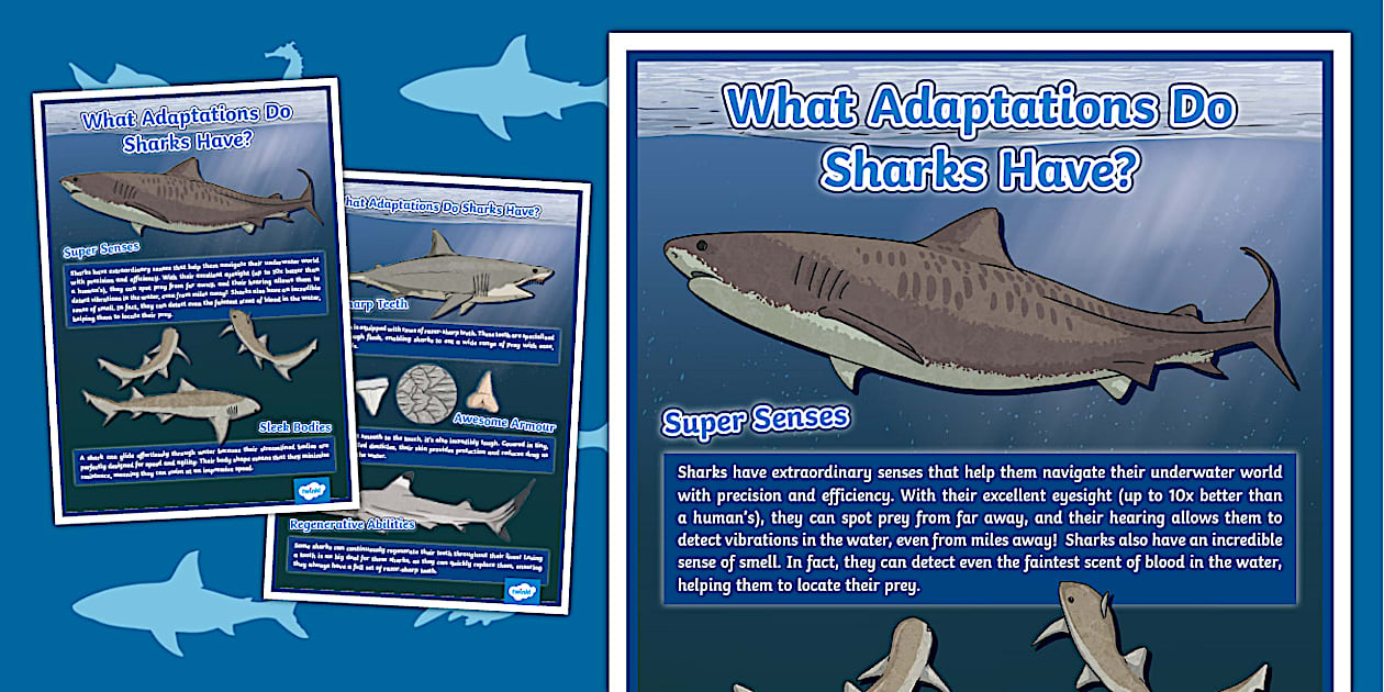 Adaptations of Sharks Display Poster (teacher made) - Twinkl
