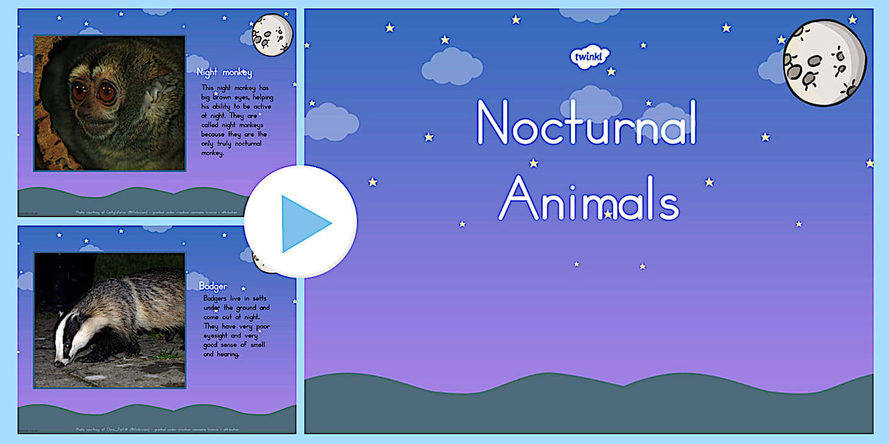 Nocturnal Animals PowerPoint (teacher made) - Twinkl