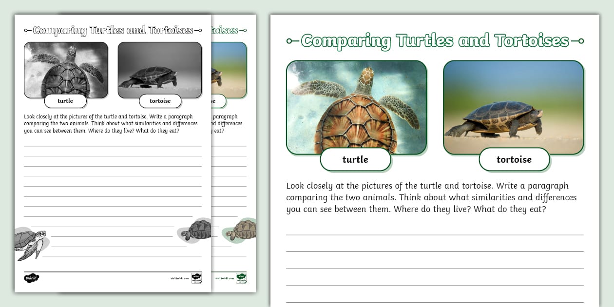 Comparing Turtles and Tortoises Worksheet (Teacher-Made)