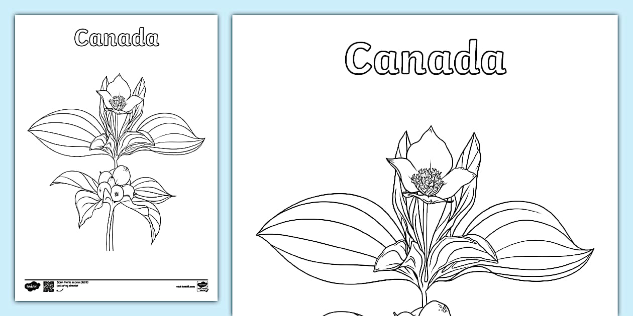 National Flower of Canada Colouring Sheet (teacher made)