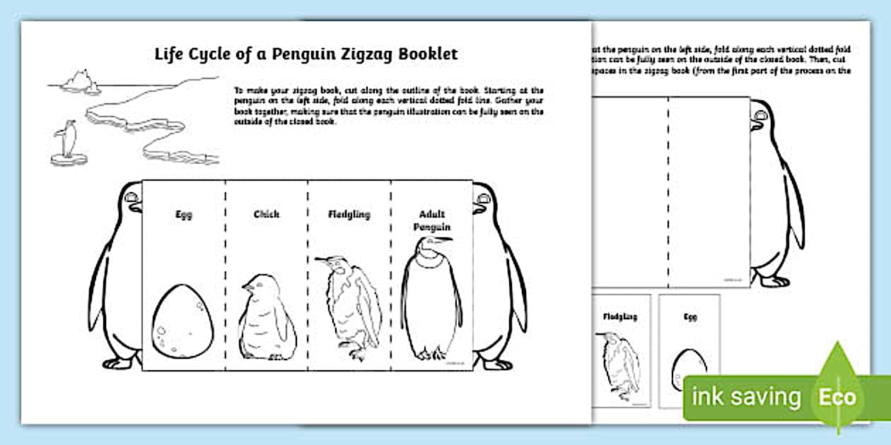 Life Cycle of a Penguin Zigzag Book (teacher made) - Twinkl