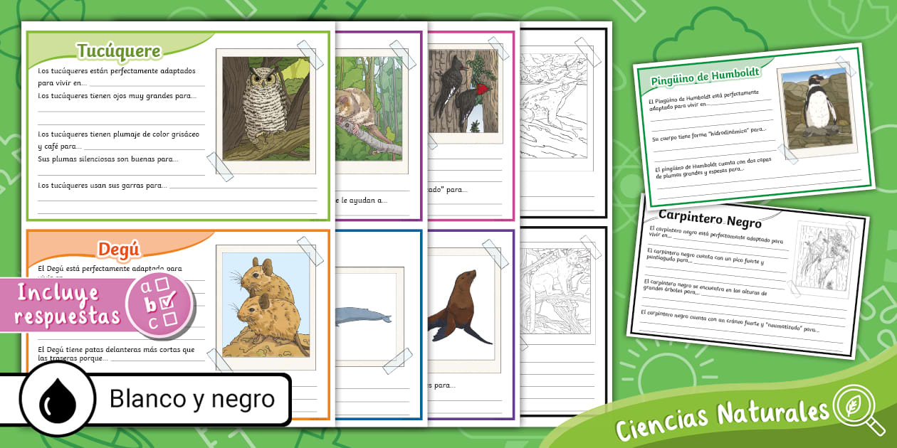 Adaptación Animal | Ecosistemas | Fauna Chilena | Nativo