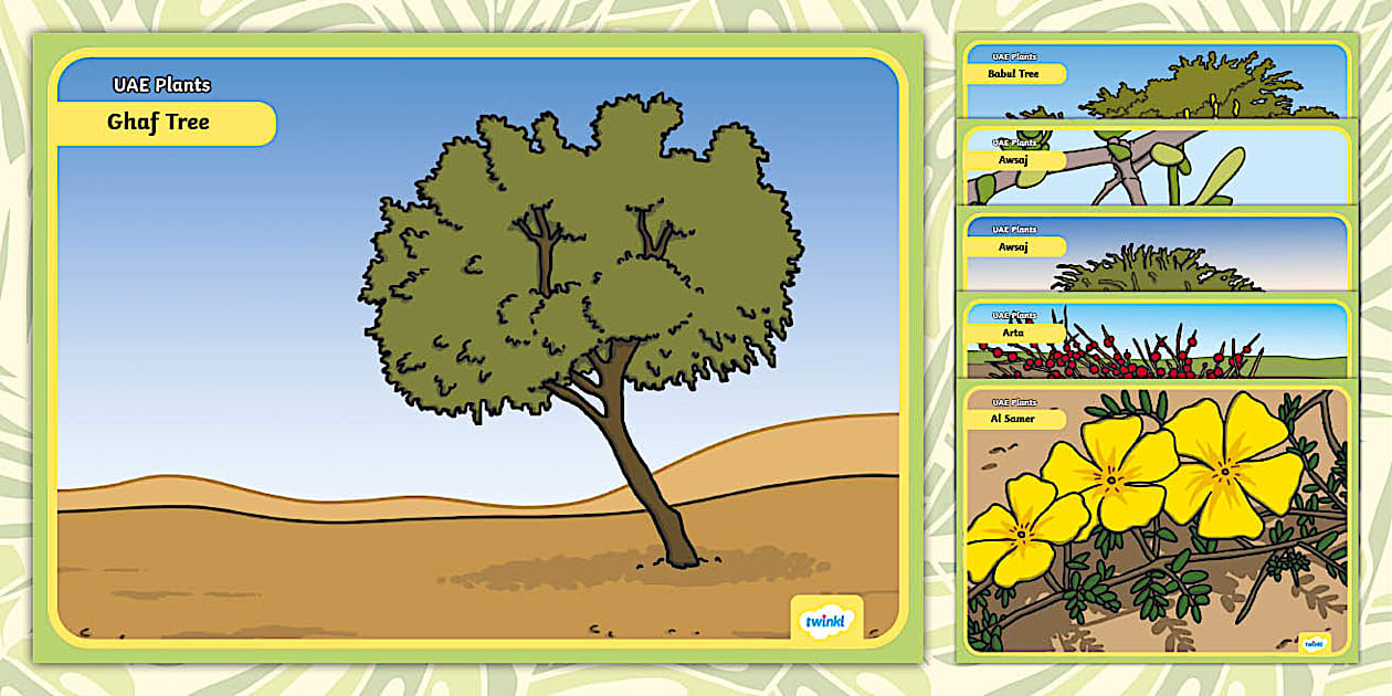 Illustrated Posters - UAE Plants - Lower Primary - Twinkl