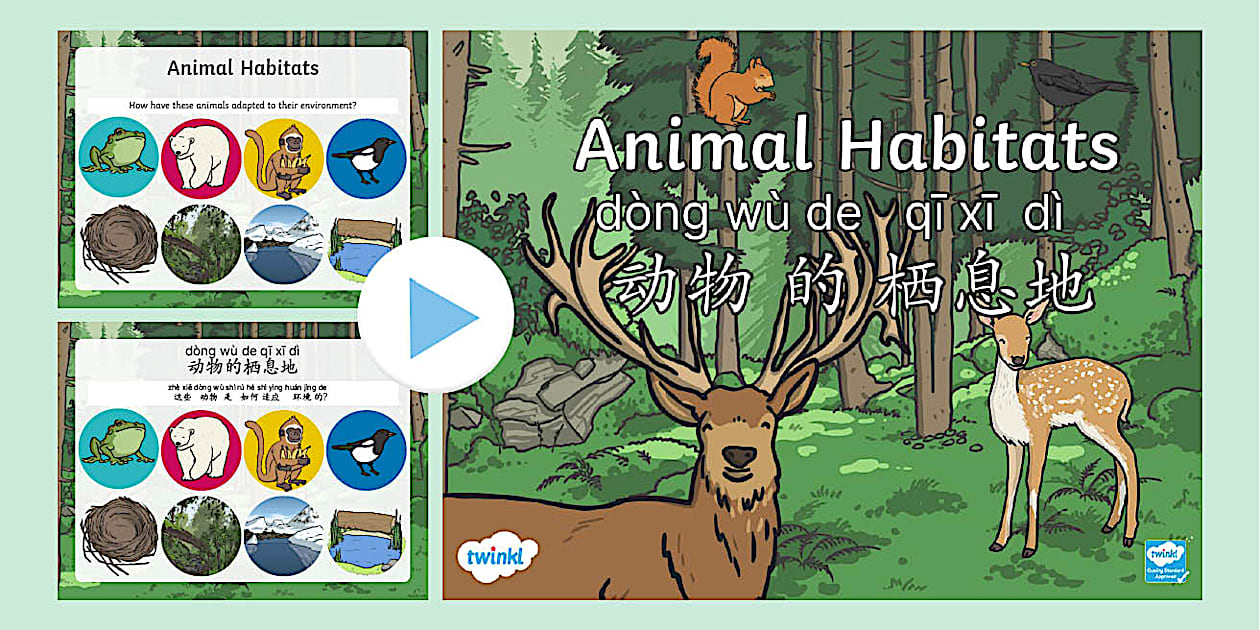 Animal Habitats PowerPoint - English/Mandarin Chinese/Pinyin