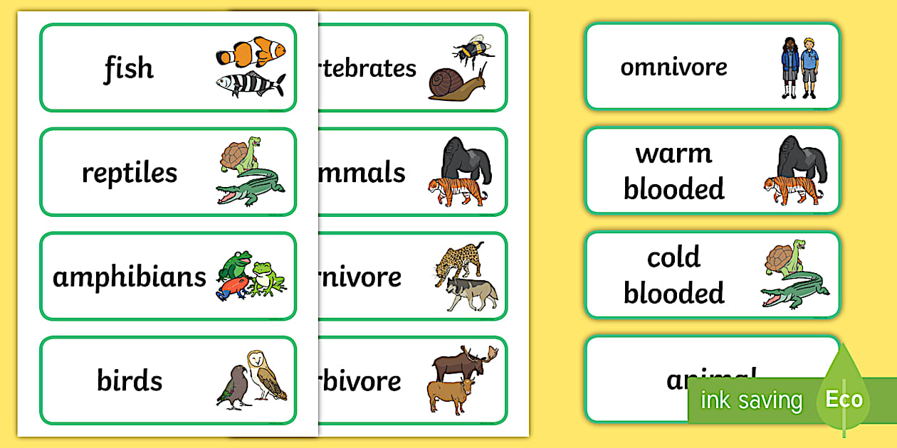 Animal Classes Word Cards