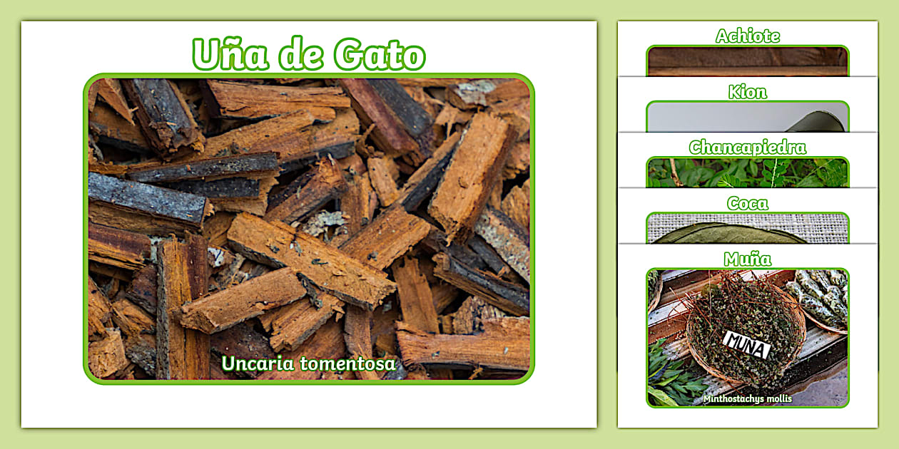 Imágenes de plantas medicinales y sus nombres
