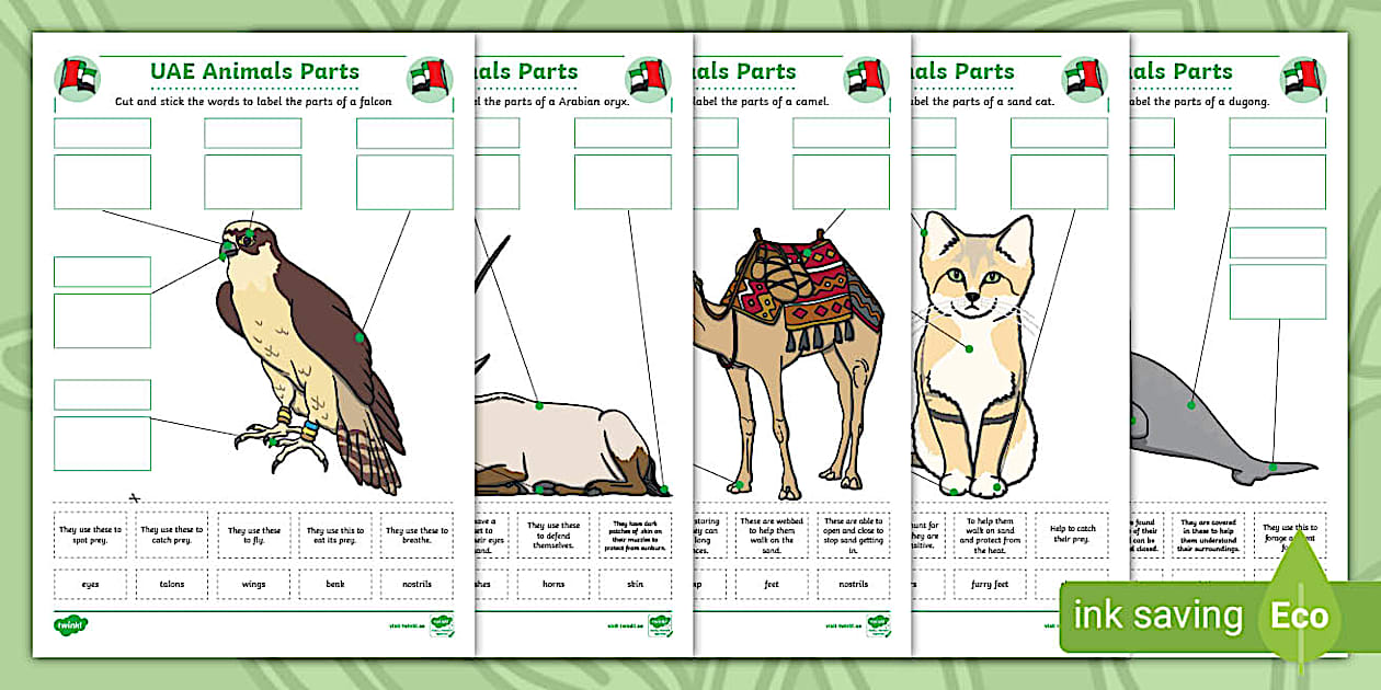 Parts of UAE Animals Activity (teacher made) - Twinkl