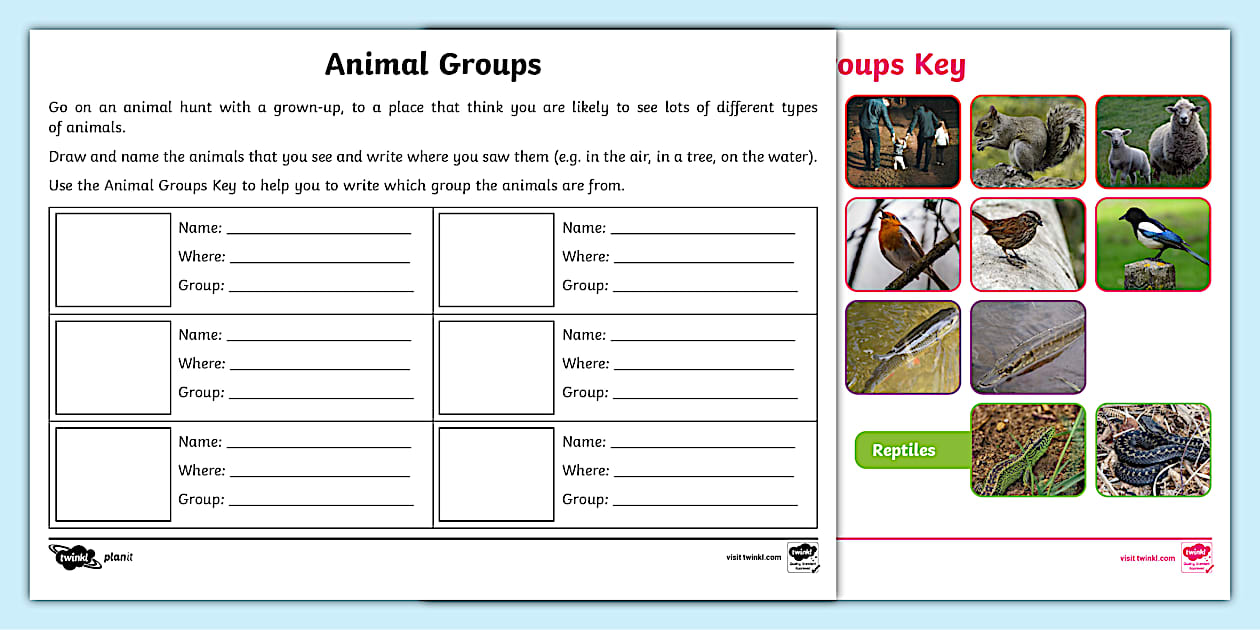 Y1 Animal Groups Activity Sheet