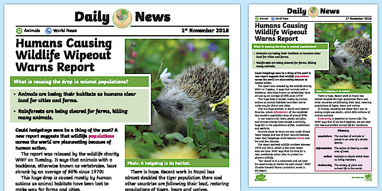 UKS2 Wildlife Wipeout Daily News Story (teacher made)