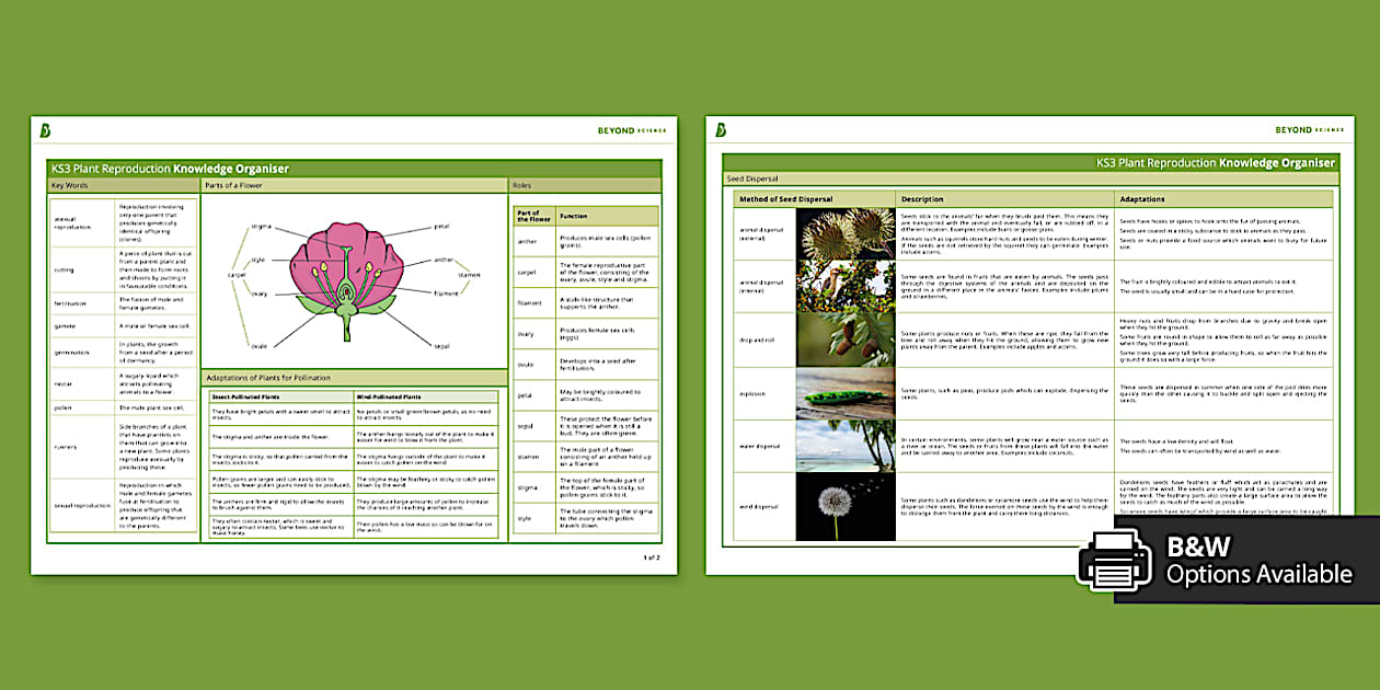 Plant Reproduction Knowledge Organiser | KS3 | Beyond