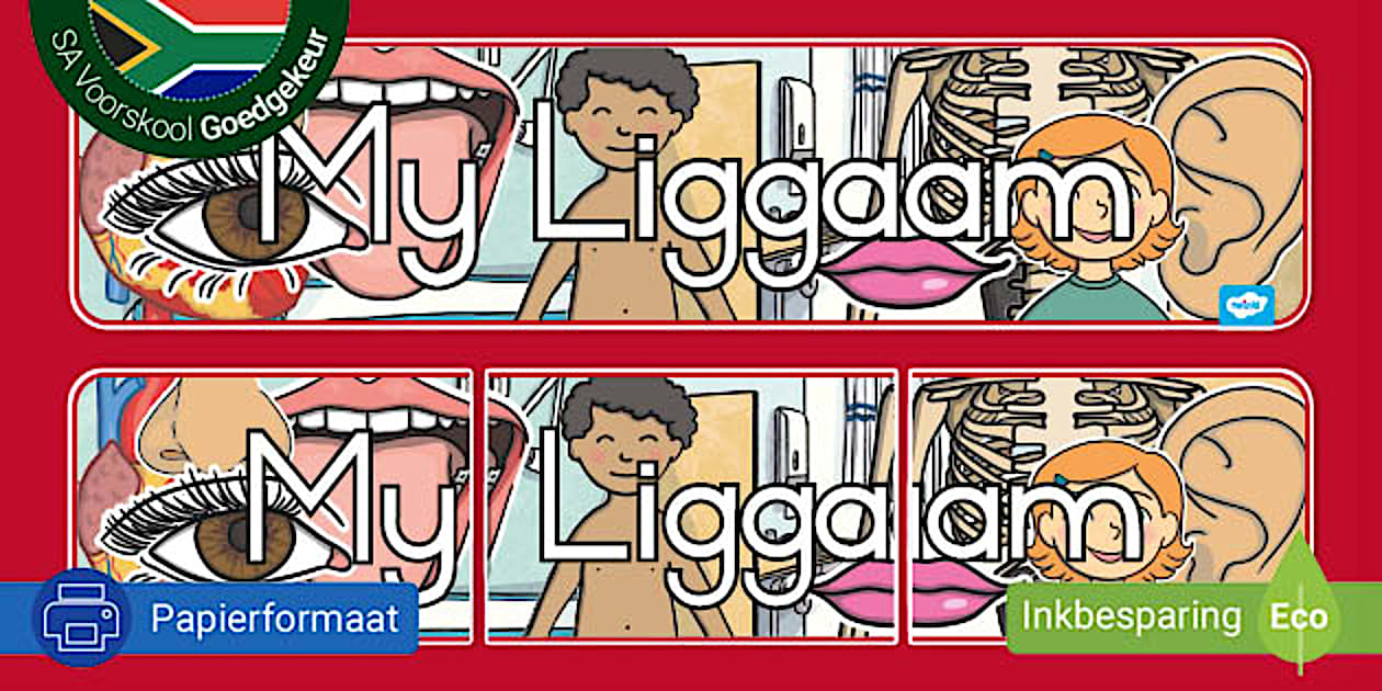 My Liggaam: Vertoonbanier (teacher made) - Twinkl