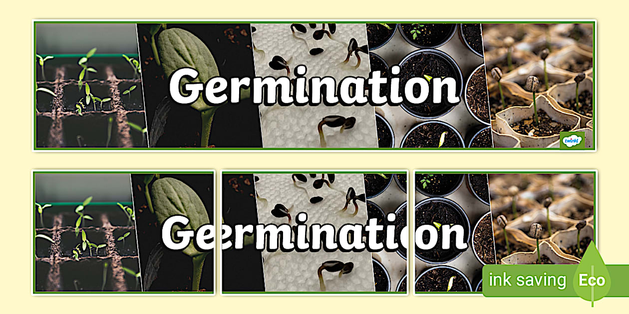 Germination Photo Display Banner (Teacher-Made) - Twinkl