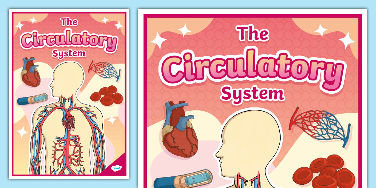 * NEW * Circulatory System Display Poster (teacher made)