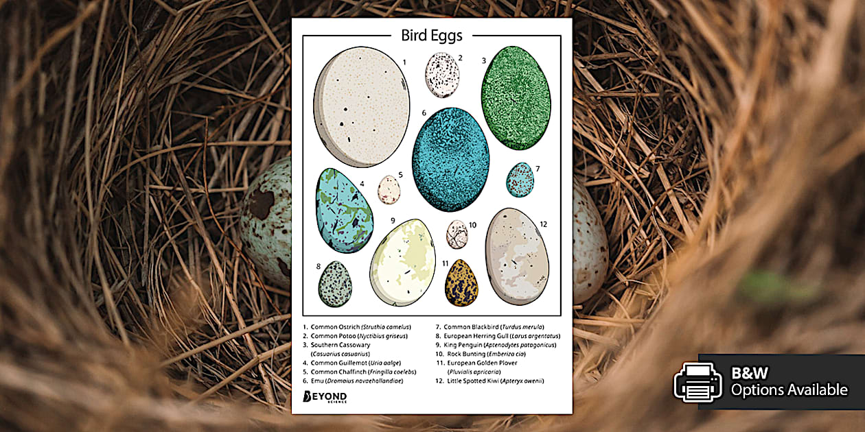 Ks3 Bird Eggs Identification Chart Display Poster Science