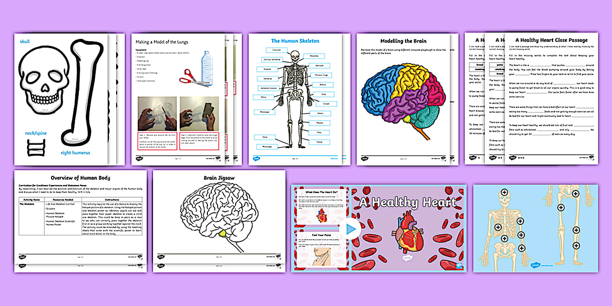 Human Body First Level Activity Station Lesson Pack - CfE