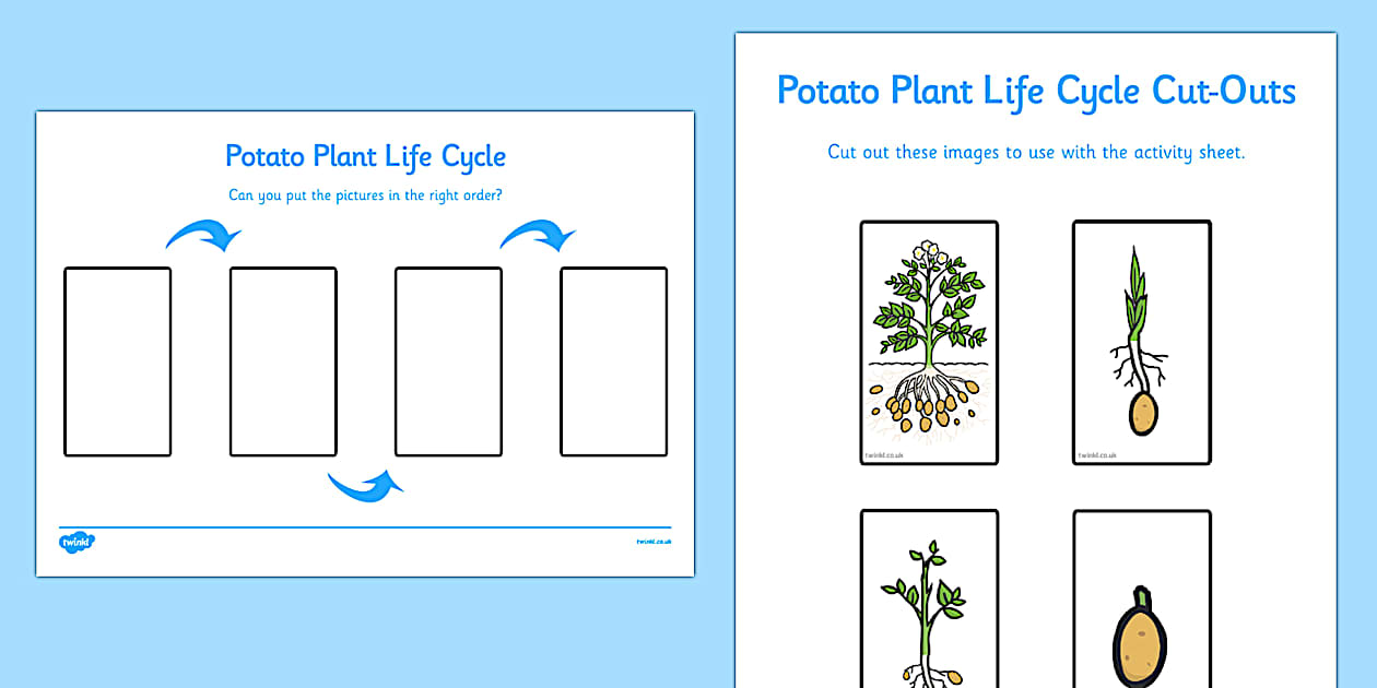 Potato Life Cycle Worksheet / Worksheet - Twinkl