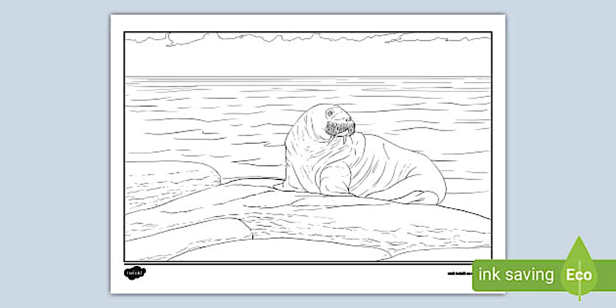 Wally the Walrus Colouring Page (teacher made) - Twinkl