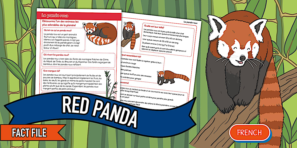 Red Panda Fact File French (teacher made) - Twinkl