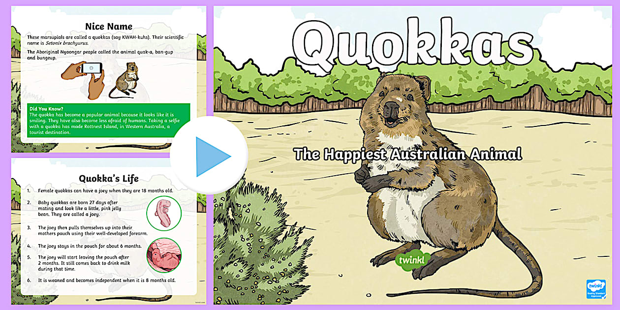 Quokka PowerPoint (teacher made) - Twinkl